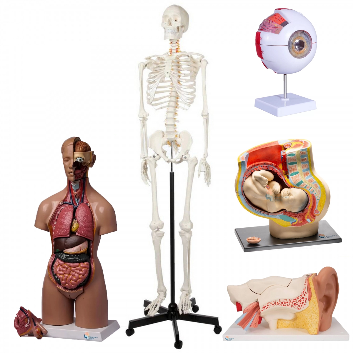 Myaskro School Anatomy Model Set | Skeleton, Torso, Eye, Pelvis Section & Ear